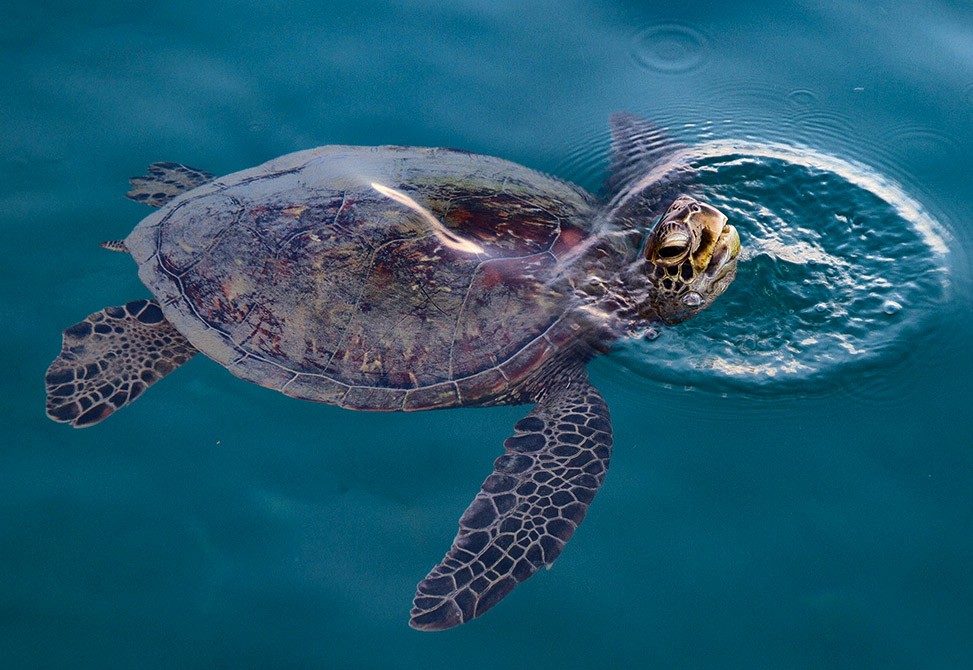 Infinity Turtle – Tina Clothier Photography